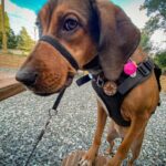 21 Rhodesian Ridgeback Mixes That You’ll Never Know Existed In Southern ...