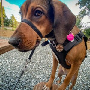 21 Rhodesian Ridgeback Mixes That You’ll Never Know Existed In Southern ...