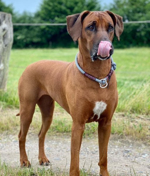 14 African Dog Breeds Originating From The Continent Of Africa - The ...