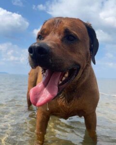 21 Rhodesian Ridgeback Mixes That You’ll Never Know Existed In Southern ...