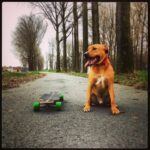 21 Rhodesian Ridgeback Mixes That You’ll Never Know Existed In Southern ...