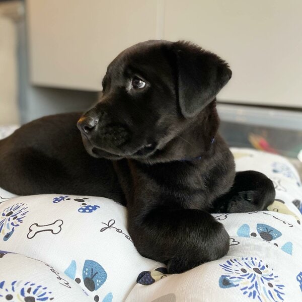 46 Black Lab Mixes That Will Put A Smile On Batman - The Goody Pet