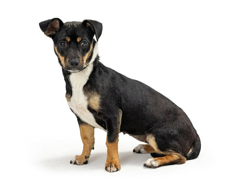 Rottweiler Chihuahua Mix - Your Complete Breed Guide To The Chiweiler ...