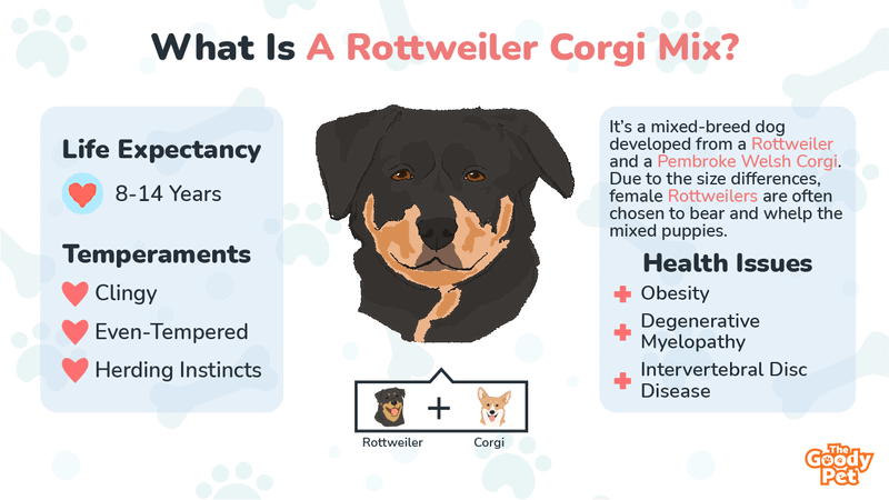 Rottweiler Corgi Mix - Your Complete Breed Guide To Rottgi - The Goody Pet