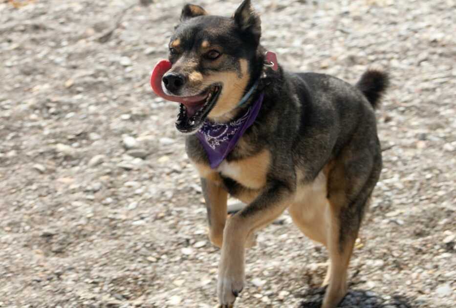 Rottweiler Husky Mix - Your Complete Breed Guide To The Rottsky - The ...