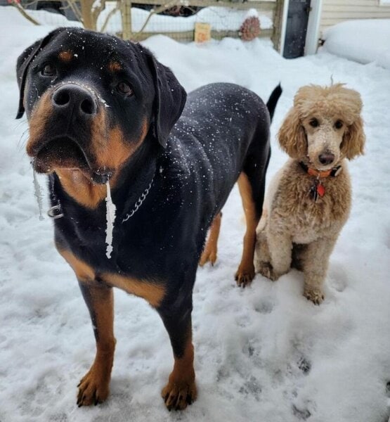 Rottweiler Poodle Mix - Your Complete Breed Guide To The Rottie Poo ...