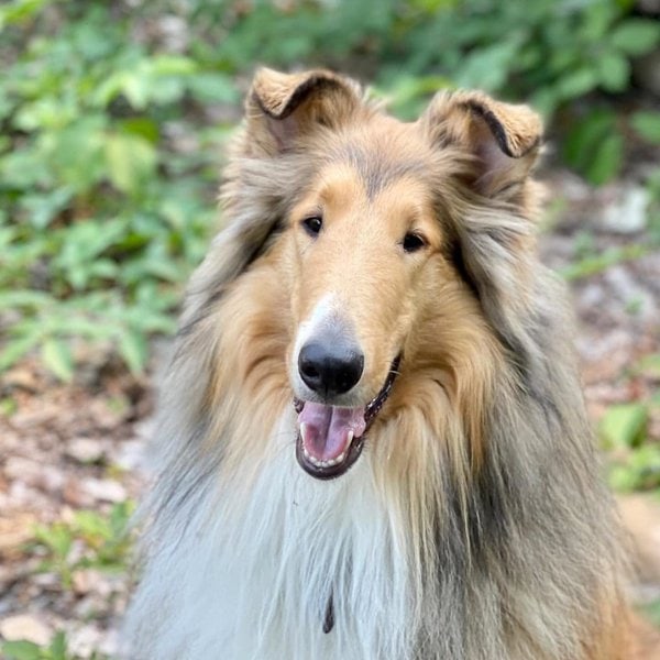 18 Dog Breeds With Long Snouts That You Can Call Nosy - The Goody Pet