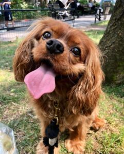 9 Knightly Colors And Patterns Of A Cavalier King Charles Spaniel - The ...