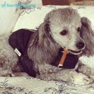 42 Enchanting Colors And Patterns Of A Poodle - The Goody Pet