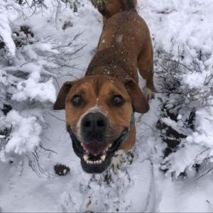 36 Beautiful Colors And Patterns Of A Pitbull - The Goody Pet