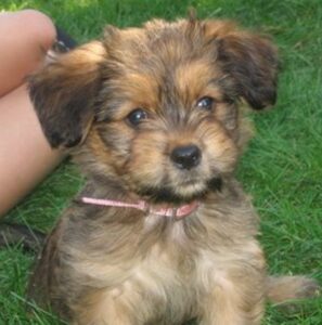 16 Extravagant Colors And Patterns Of A Yorkie - The Goody Pet