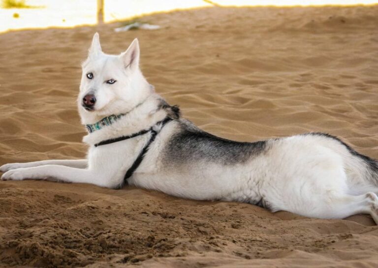 REVEALED! 28 Colors And Patterns Of A Siberian Husky - The Goody Pet
