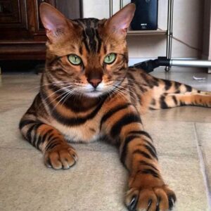 24 Hybrid Cat Breeds That You Would Find Exotic - The Goody Pet