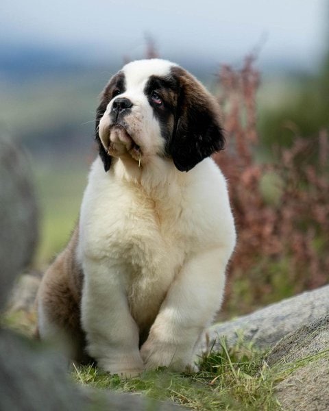 39 Mastiff Breeds That Have A Towering And Commanding Presence - The ...