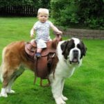 27 Strangest & Most Massive Dog Breeds In The World! - The Goody Pet