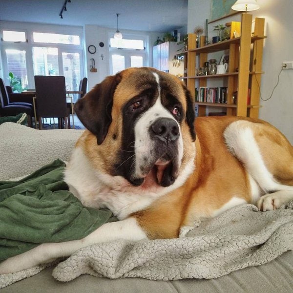 22 Brown Dog Breeds That Chocoholics Will Favor - The Goody Pet