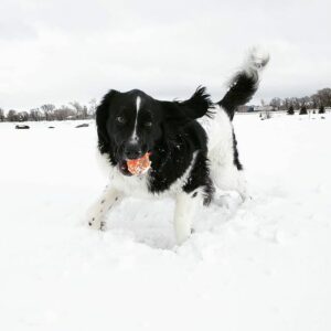 18 Saint Bernard Mixes That You Would Find Adorable - The Goody Pet