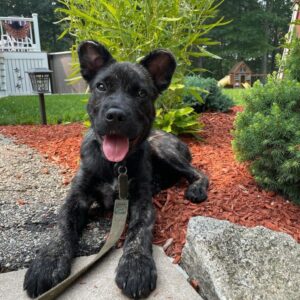 39 Mastiff Breeds That Have A Towering And Commanding Presence - The ...