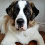 19 Great Pyrenees Mixes That You Would Never Know Existed - The Goody Pet