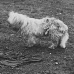 Extinct Dog Breeds: 49 Dogs You've Never Heard Of - The Goody Pet