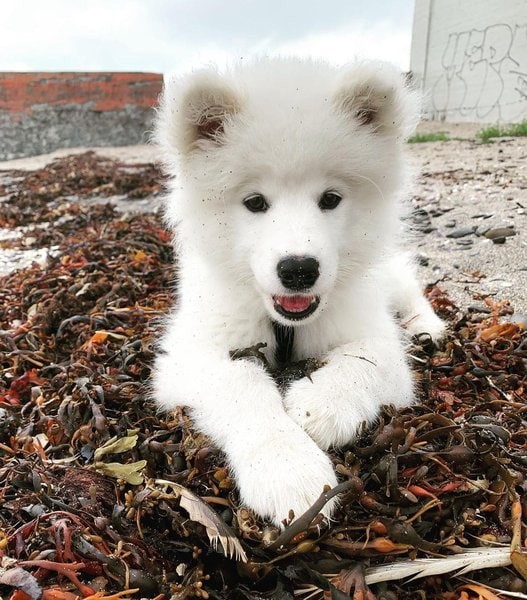43 ADORABLE Snow White Dog Breeds You'll Fall In Love With - The Goody Pet
