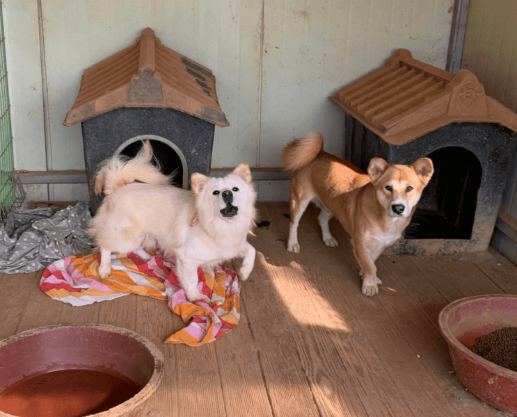 52 Extremely Adorable Corgi Mixes That Will Make You Go Awww - The ...