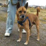 21 Native Japanese (いぬ) Dog Breeds + Pictures - The Goody Pet