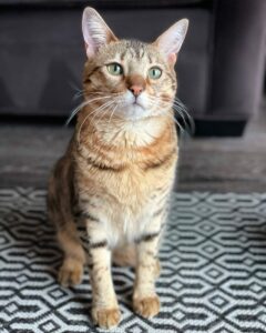 24 Hybrid Cat Breeds That You Would Find Exotic - The Goody Pet