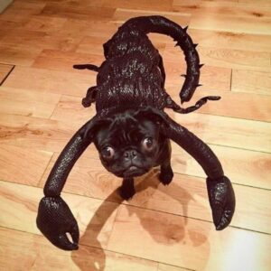 231 Scary Dog Names That Give People The Chills - The Goody Pet