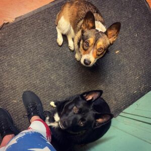 52 Extremely Adorable Corgi Mixes That Will Make You Go Awww - The ...