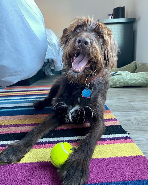 46 Black Lab Mixes That Will Put A Smile On Batman - The Goody Pet