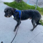 28 Schnauzer Mixes That You Never Know Existed - The Goody Pet