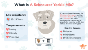 Schnauzer Yorkie Mix - Your Complete Breed Guide To The Snorkie - The ...