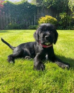 28 Schnauzer Mixes That You Never Know Existed - The Goody Pet