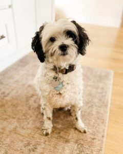 62 Poodle Mixes That You Cannot Remember Them All - The Goody Pet