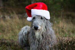 Scottish Deerhound Wins Twice In A Row At The National Dog Show - The ...