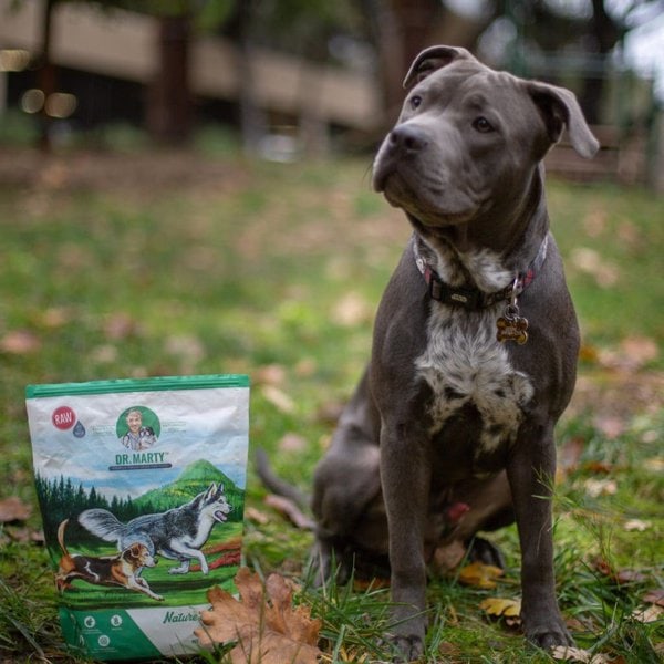 36 Beautiful Colors And Patterns Of A Pitbull - The Goody Pet