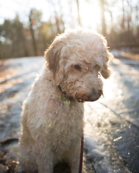 12 Goldendoodle Health Issues You Should Be Aware - The Goody Pet
