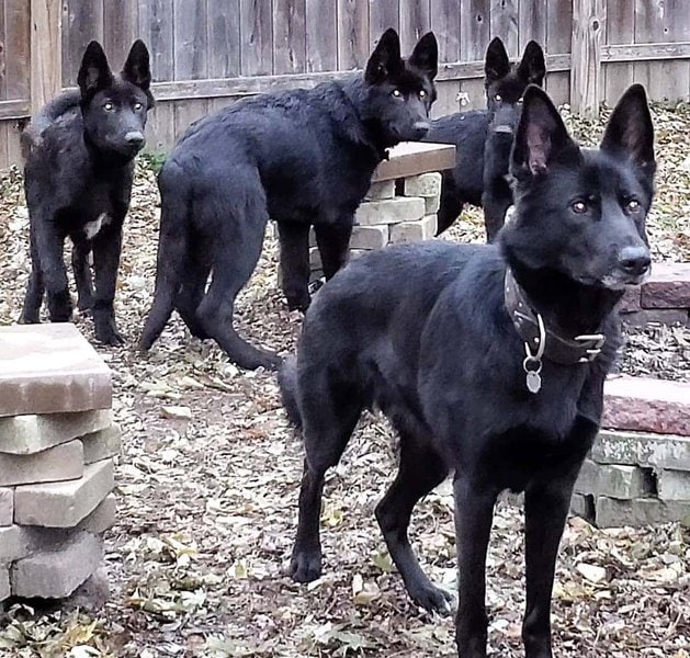 What Is A Lycan Shepherd? And Things You Would Need To Know - The Goody Pet