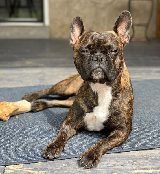 Brindle French Bulldog - Your Complete Breed Guide - The Goody Pet