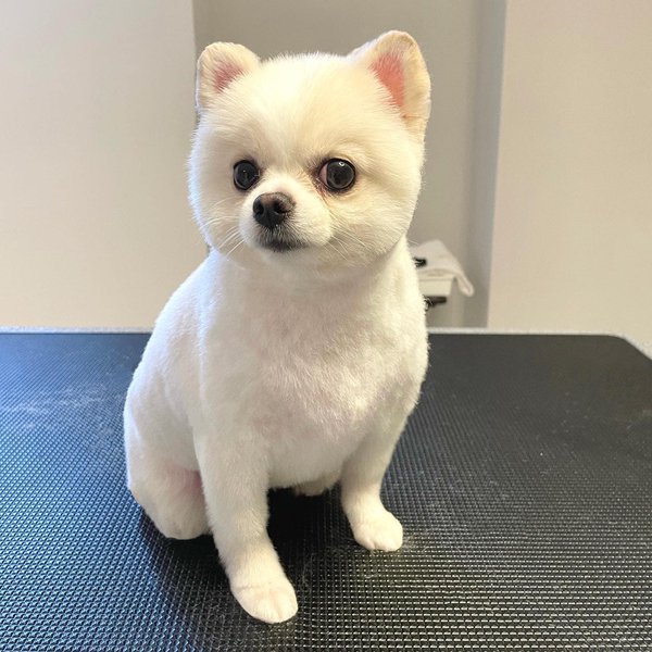 26 Pomeranian Haircuts That Make Your Little Pooch Look Super Cute ...