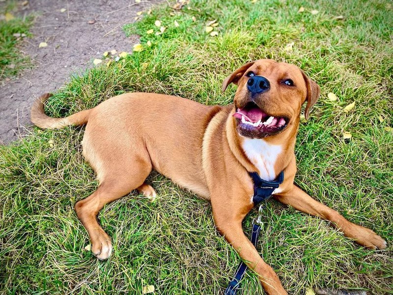 Boxer Rottweiler Mix - Your Complete Breed Guide To The Boxweiler - The ...