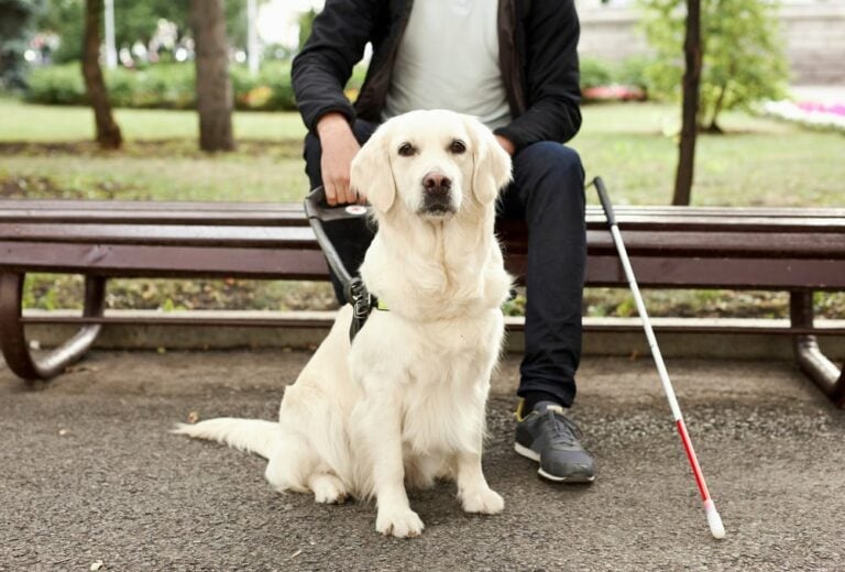 26 Common Service Dog Breeds & What They Do? - The Goody Pet
