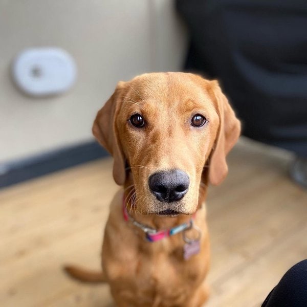 How To Train A Labrador Retriever The Right Way? 23 Tips To Help You ...