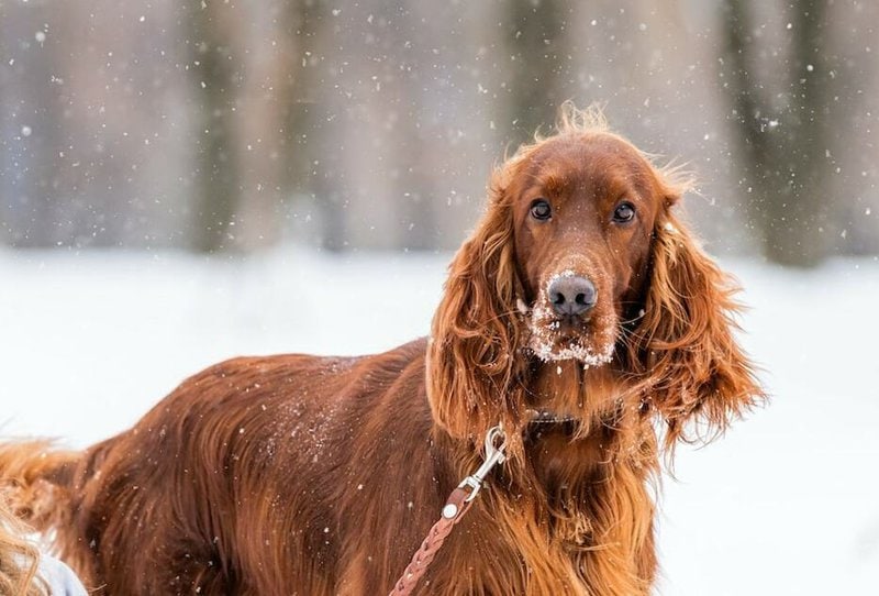 4 Setter Dog Breeds Historically Known For Sporting - The Goody Pet