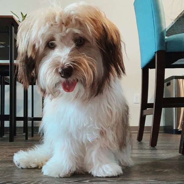 11 Havanese Haircuts That Would Make Your Pup A Star - The Goody Pet