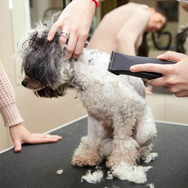 Shaved Poodle - Is It Okay To Shave A Poodle? - The Goody Pet