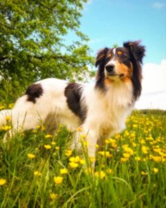 43 Australian Shepherd Mixes That You Never Knew Existed - The Goody Pet