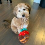 62 Poodle Mixes That You Cannot Remember Them All - The Goody Pet