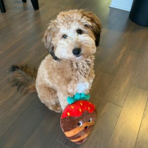 62 Poodle Mixes That You Cannot Remember Them All - The Goody Pet